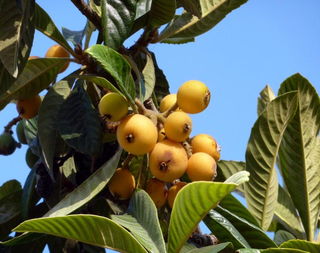 Trái biwa thần kỳ đến đâu mà giá tới bạc triệu? | Sức khỏe | PLO